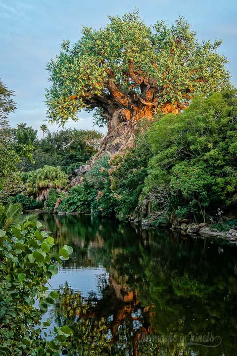 Disney Photography With Tim Devine by Kelly Symons | The Main Street Mouse