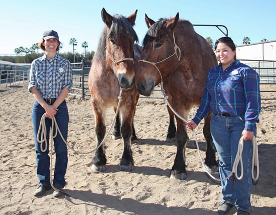 Training the Horses of the Circle D Ranch at Disneyland Park: Building ...