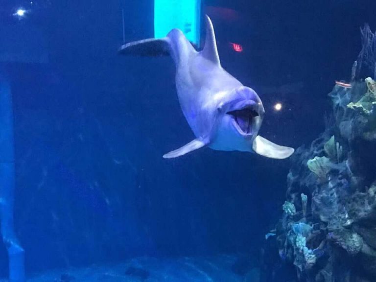 You can meet a real life Dolphin at EPCOT? | The Main Street Mouse