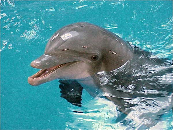 You can meet a real life Dolphin at EPCOT? | The Main Street Mouse