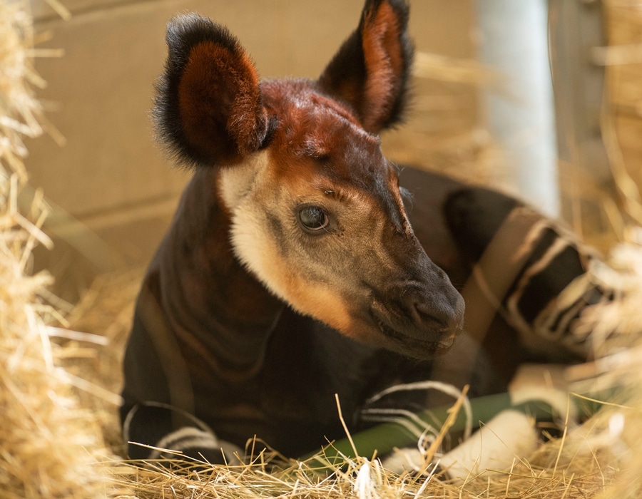 The Okapi Population Gets a Boost at Disney’s Animal Kingdom Lodge ...