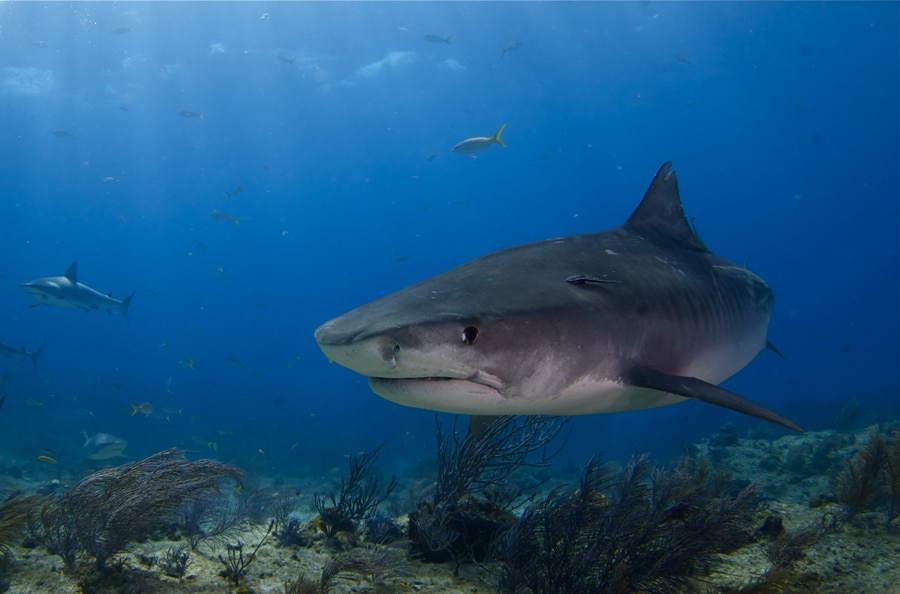 The Disney Conservation Fund Continues its 25-Year Commitment to ...