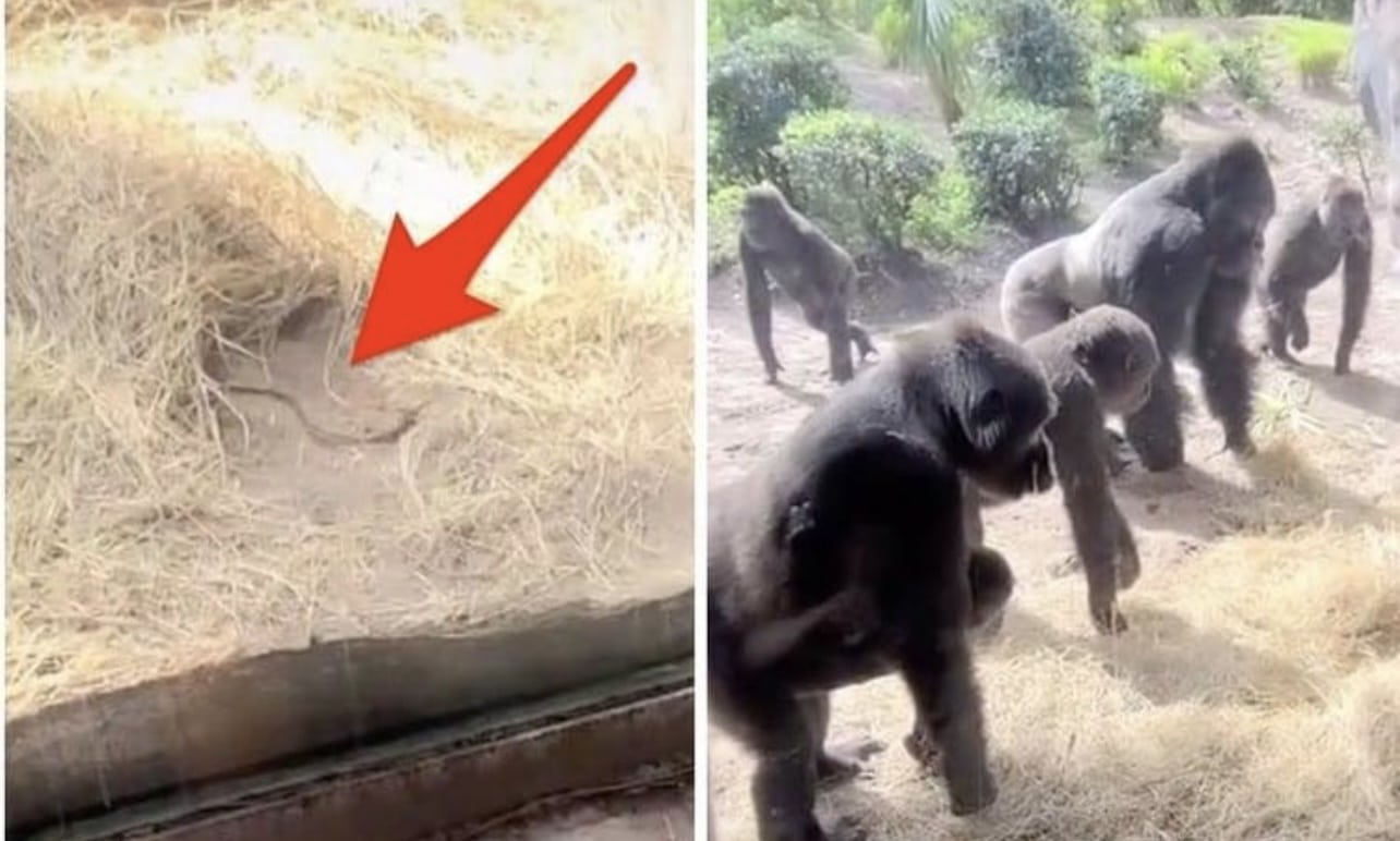 Gorillas find snake in Disney World’s Animal Kingdom exhibit in viral ...