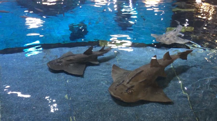 Take a Dive in The Seas at EPCOT | The Main Street Mouse