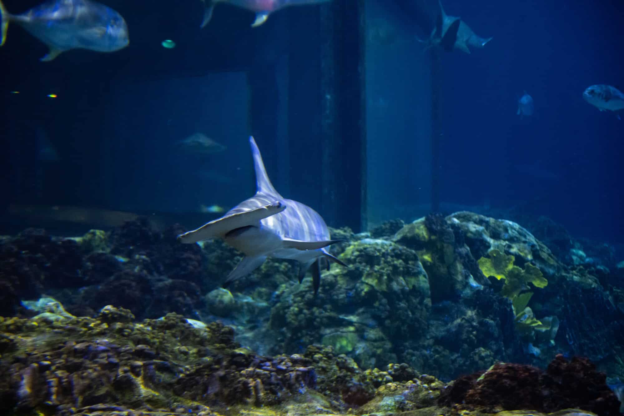 SeaWorld Celebrates Shark Week with the First Ultimate Shark Experience ...
