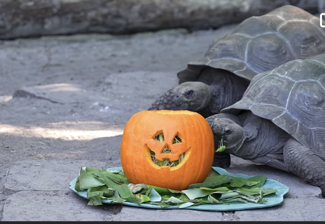 Galápagos Tortoises Celebrate Pumpkin Day at Animal Kingdom | The Main ...