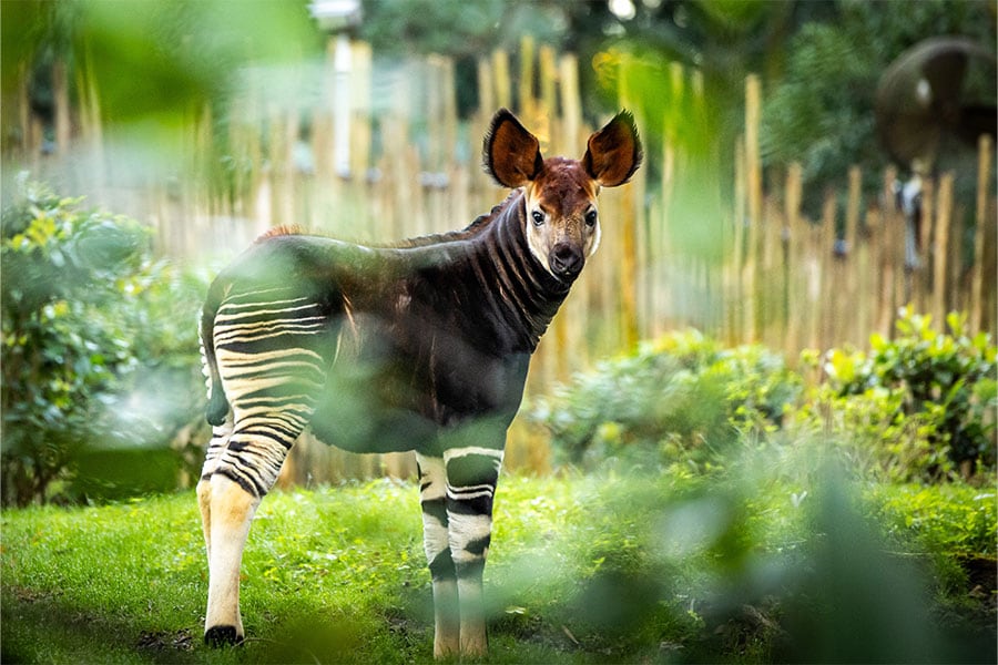 Baby Okapi Debuts at Disney’s Animal Kingdom | The Main Street Mouse