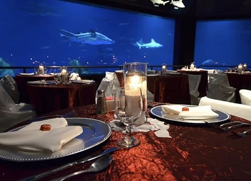 Valentine’s Day at SeaWorld: Marine Life Dining Experience | The Main ...
