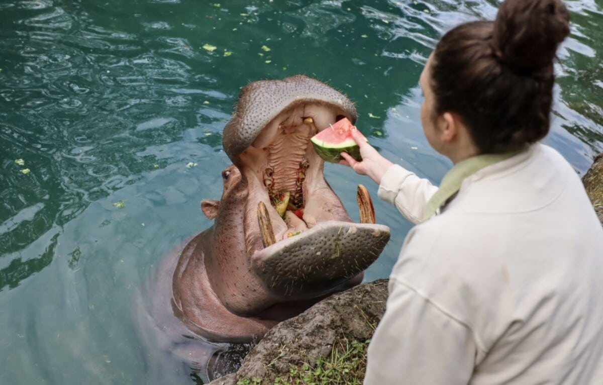 Disney’s Hippo Viviana Turns 50 at Animal Kingdom | The Main Street Mouse