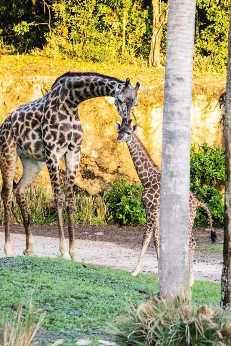 Meet the New Baby Giraffe at Animal Kingdom! | The Main Street Mouse